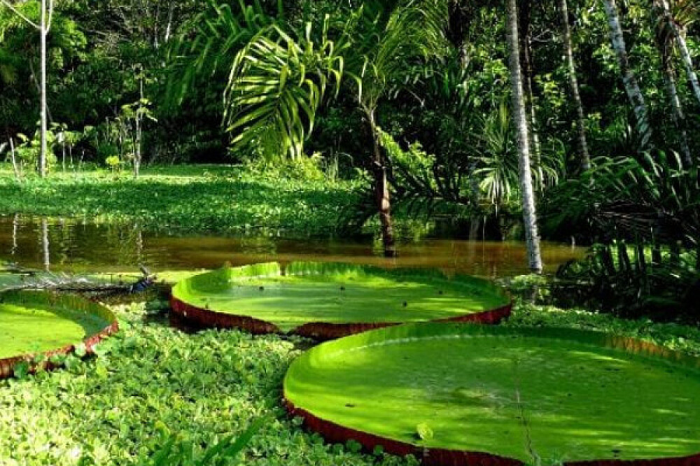 Amazon Amazing Tours in Brazil - Reviews, Photos, Videos (Updated 2026 ...